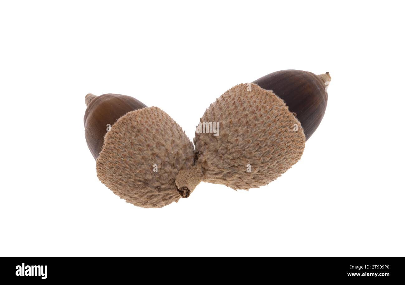 dry acorn isolated on white background Stock Photo - Alamy