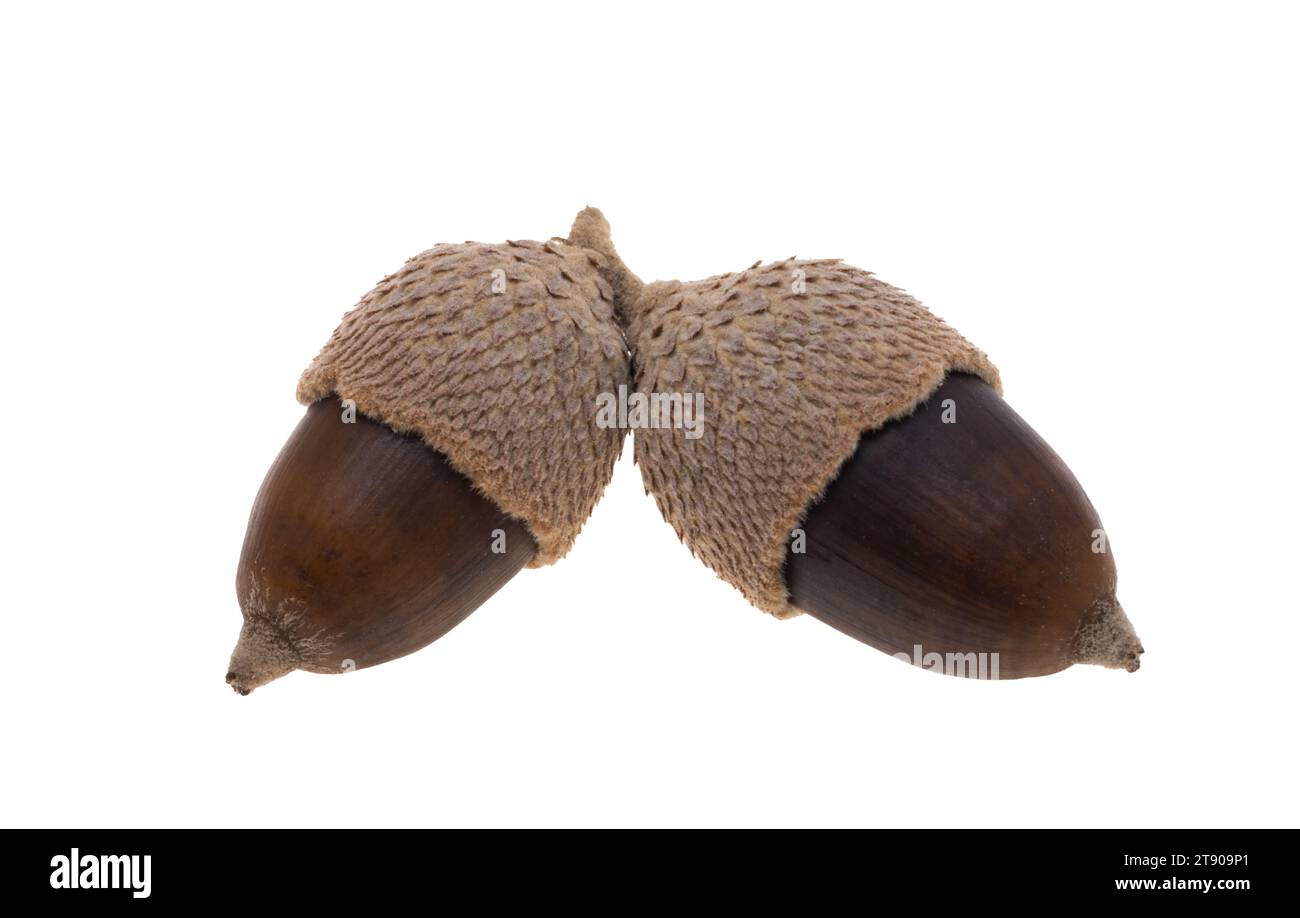 dry acorn isolated on white background Stock Photo - Alamy