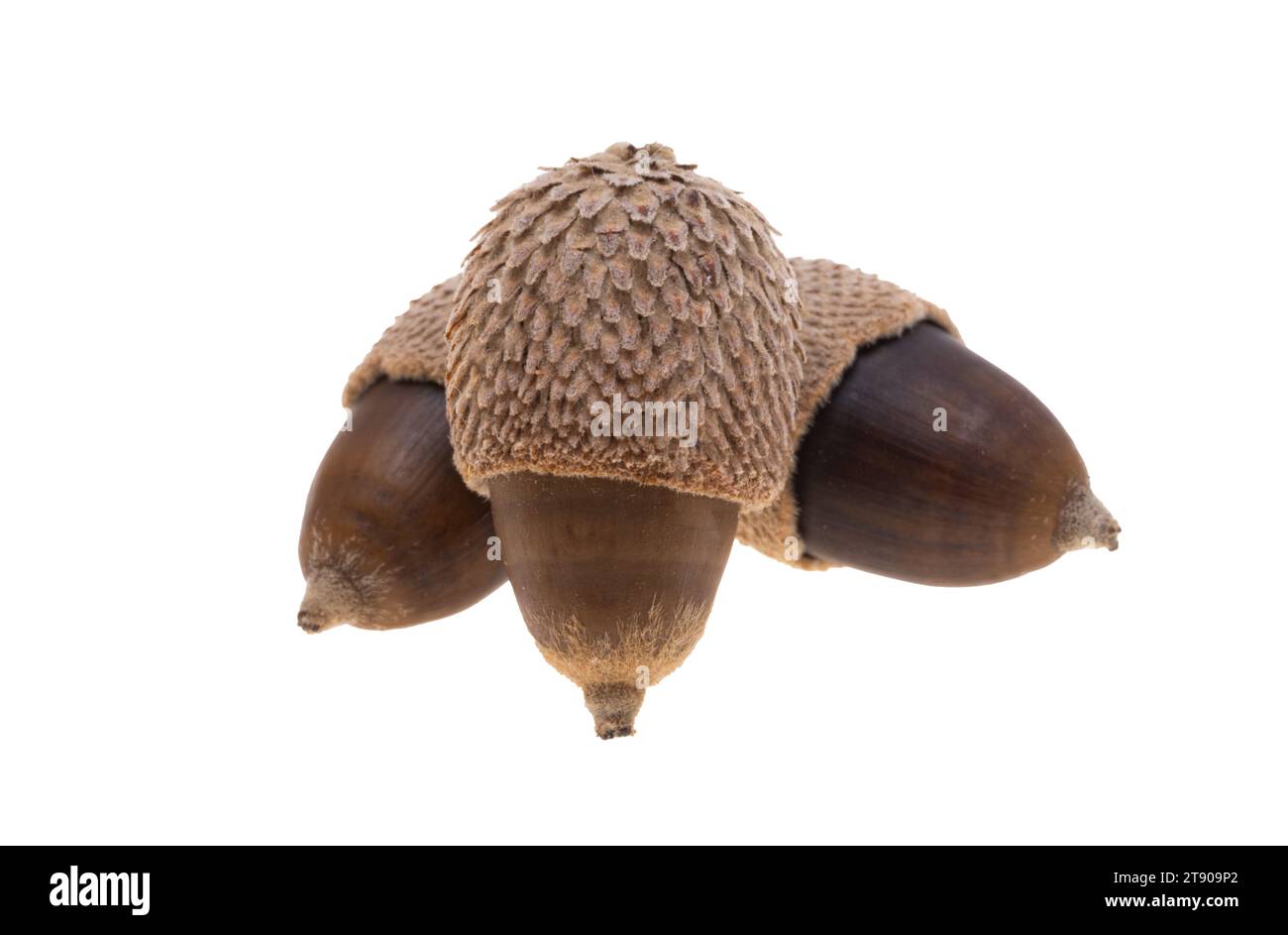 dry acorn isolated on white background Stock Photo - Alamy