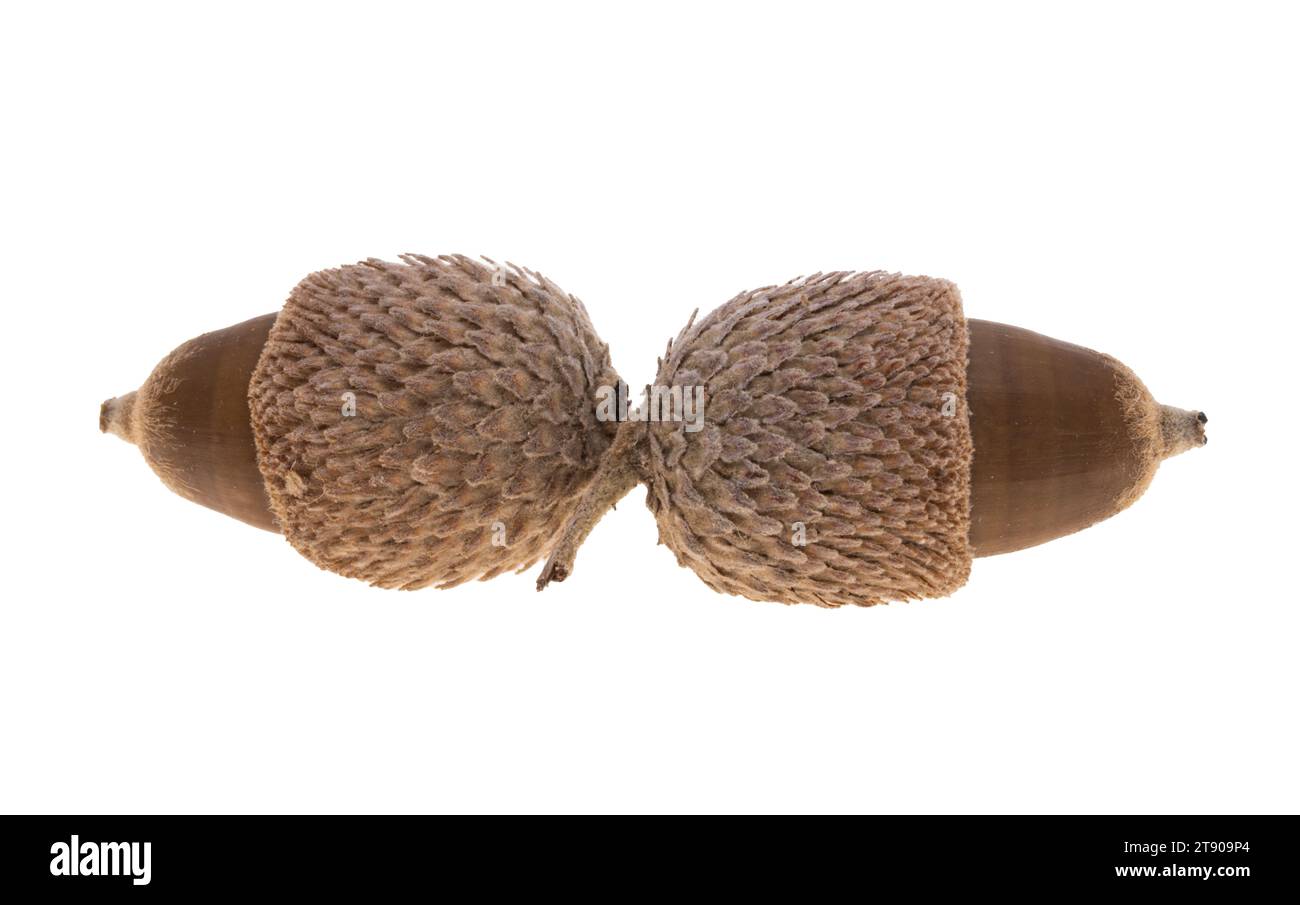 dry acorn isolated on white background Stock Photo - Alamy