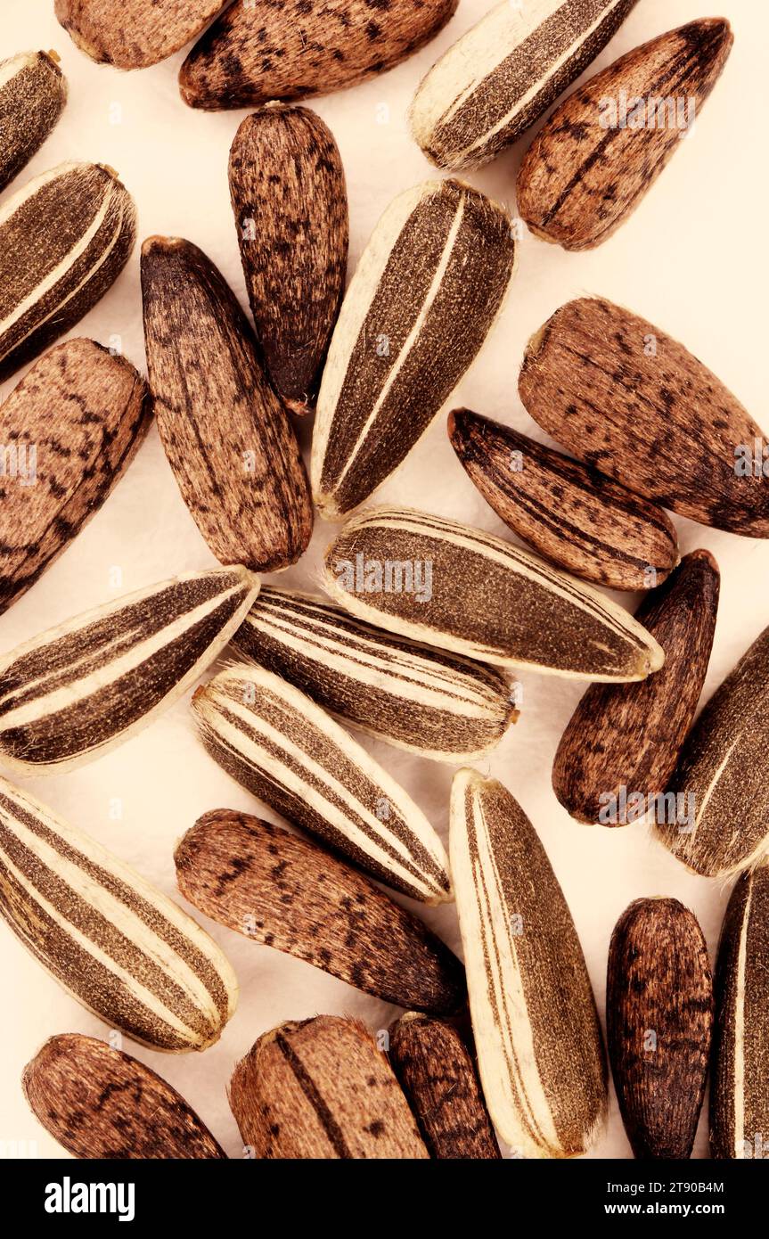 Helianthus annuus 'Wild Sunflower' SEEDS Stock Photo - Alamy