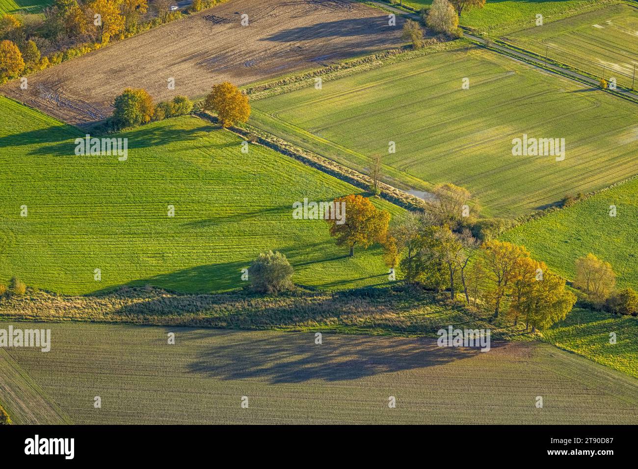 Luftbild, Bäume auf Wiesen und Feldern, umgeben von herbstlichen ...