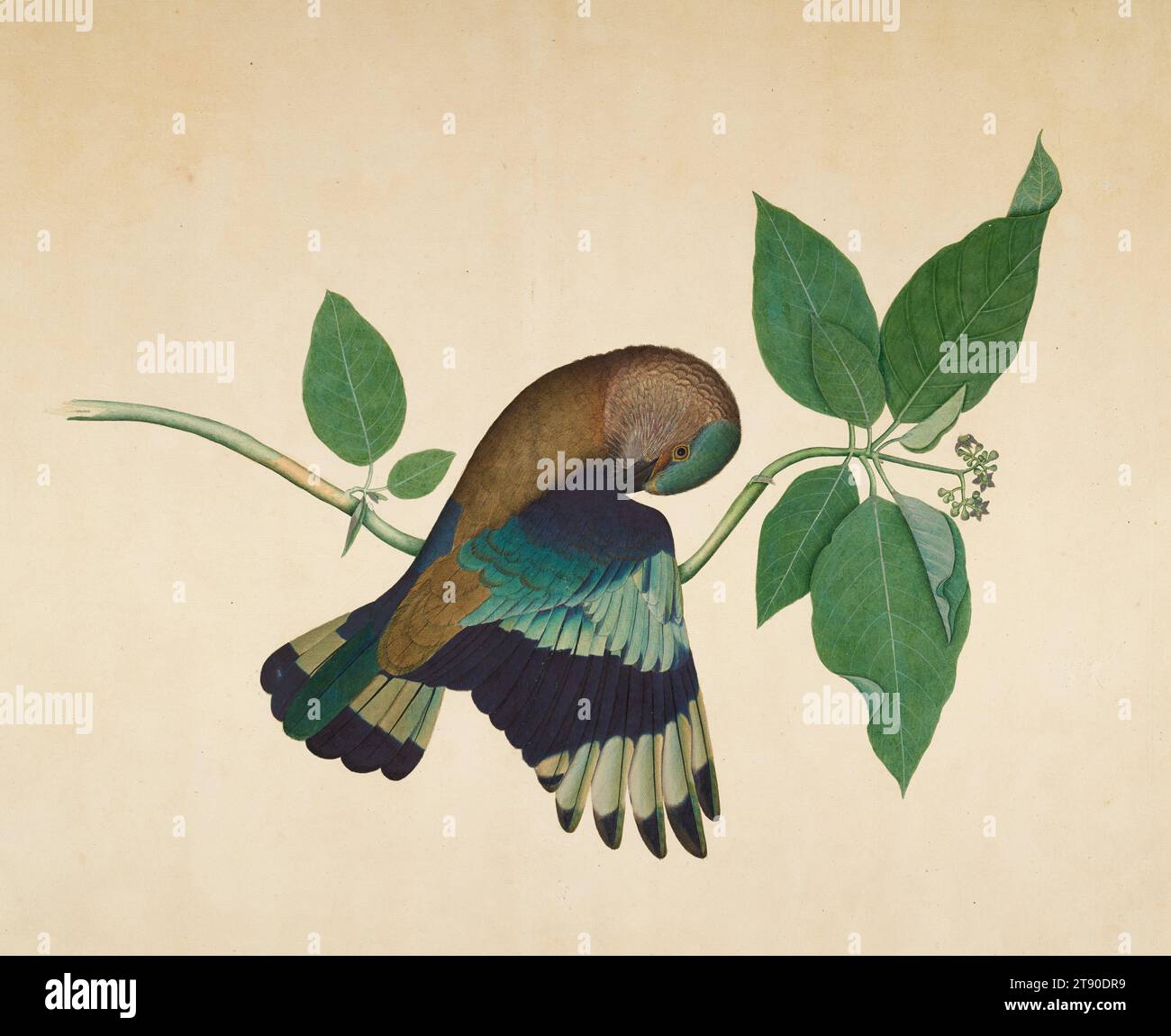 Indian Roller on Sandalwood Branch, 1779, Sheikh Zain al-Din, Indian ...