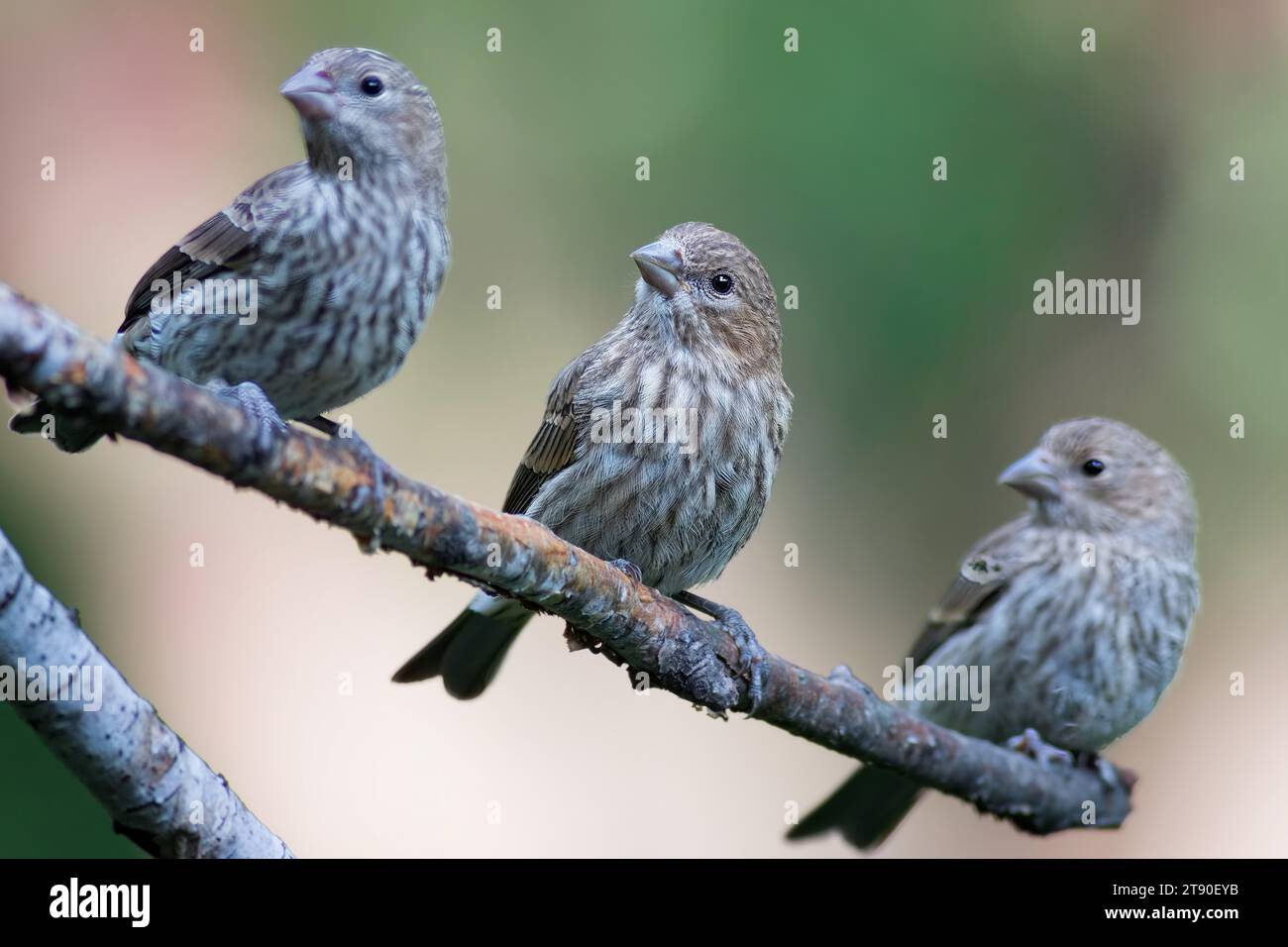 Trio three female House Finch (Haemorhous mexicanus) perching on the ...