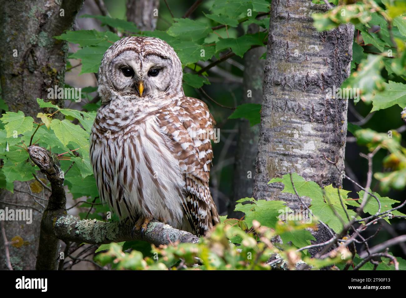 Close up Barred Owl (Strix varia) perched on an Aspen branch in the ...