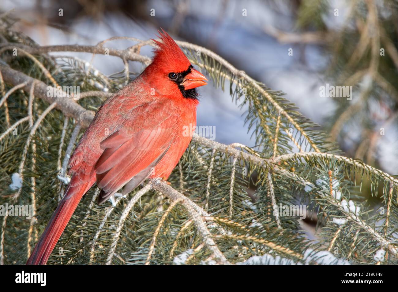 Male Northern Cardinal (Cardinalis cardinalis) perched on a White ...