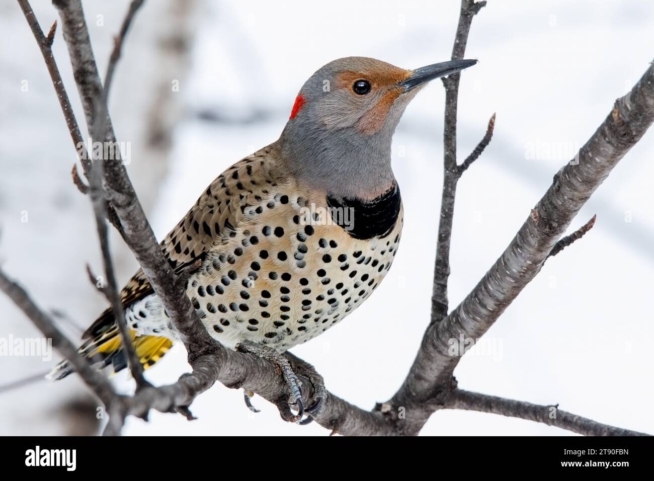Close up Northern Flicker (Colaptes auratus) woodpecker perching on sa ...