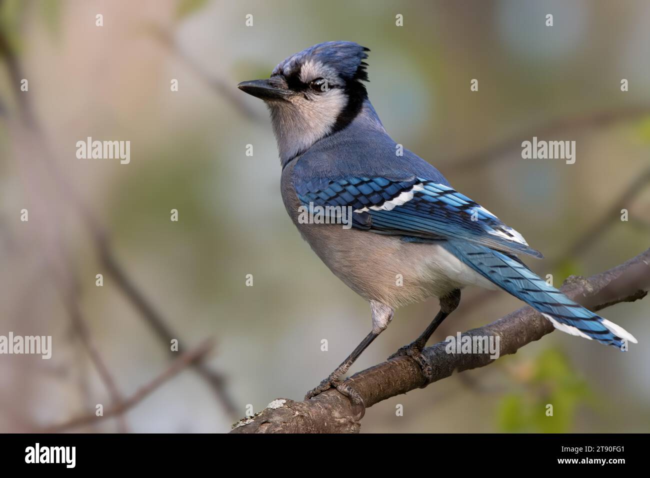 Close up Blue Jay (Cyanocitta cristata) perching on the branch of a ...