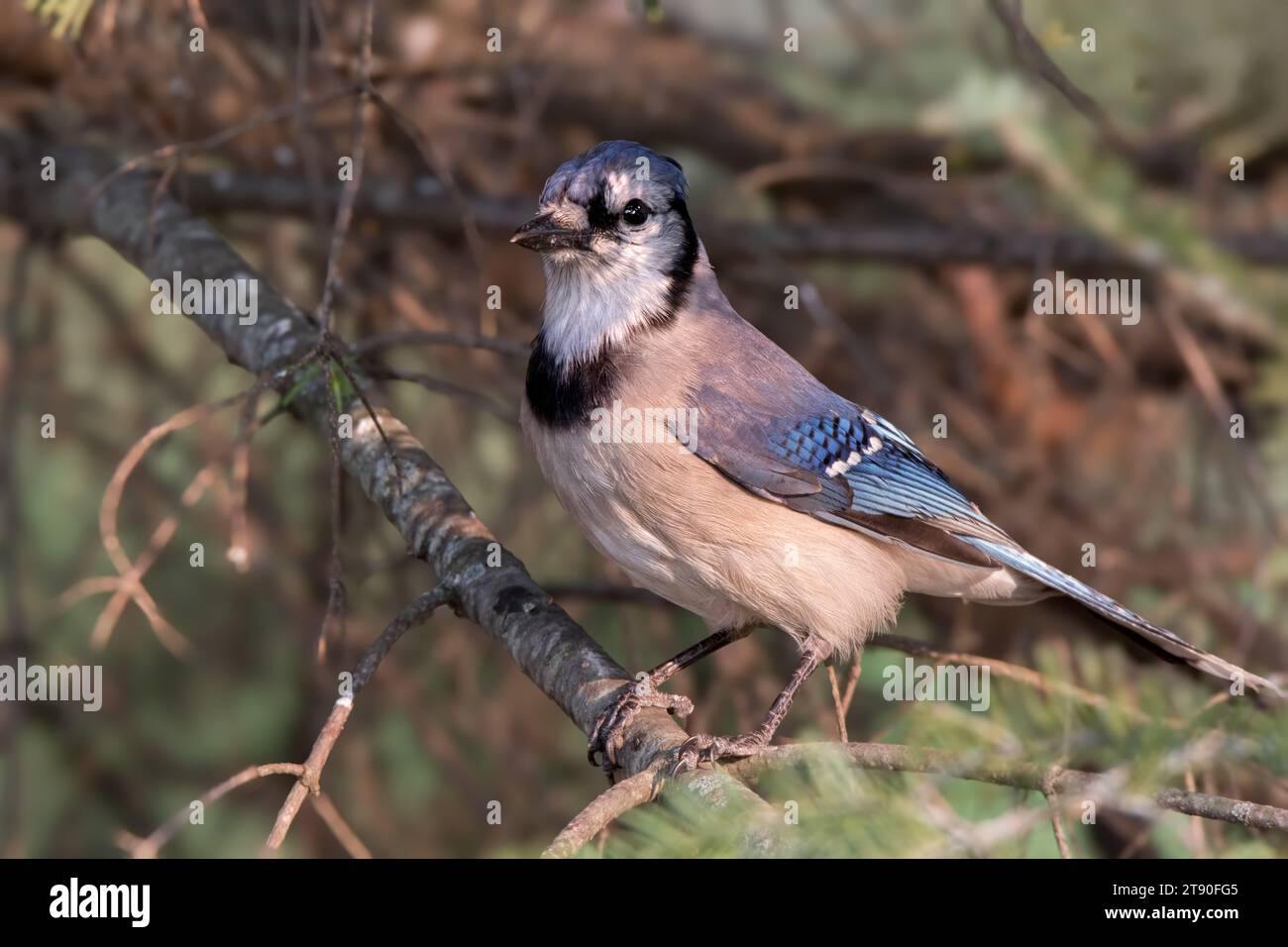 Close up Blue Jay (Cyanocitta cristata) perching in the boughs of White ...