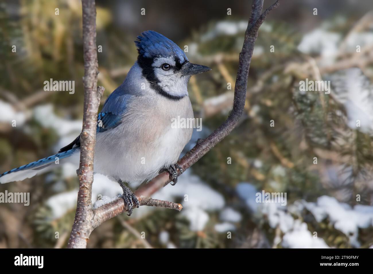 Blue jay in a pine hi-res stock photography and images - Alamy