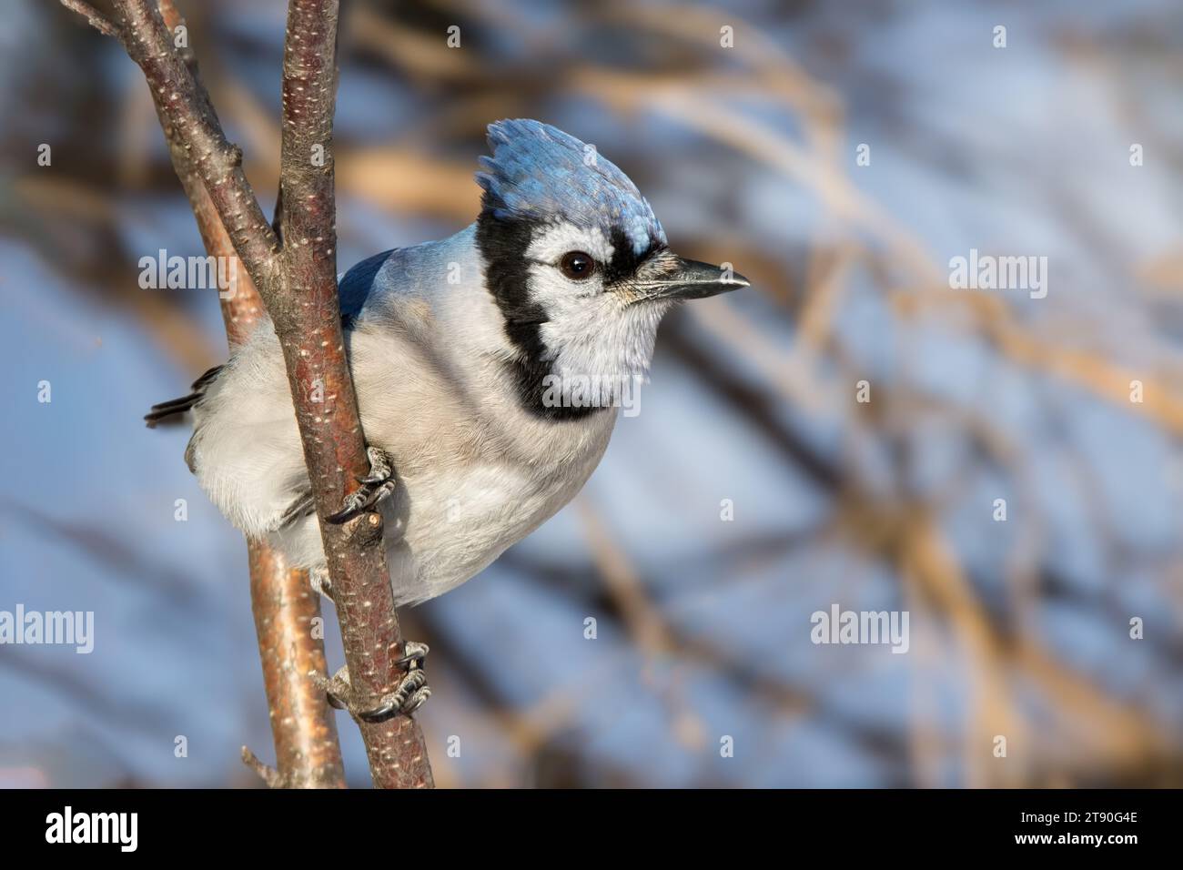 Close up Blue Jay (Cyanocitta cristata) perching in the branches of a ...