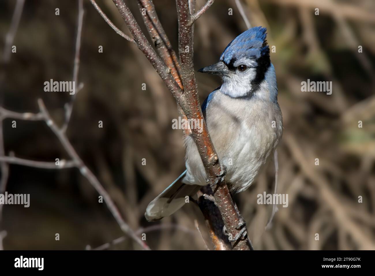 Close up Blue Jay (Cyanocitta cristata) perching in the branches of a ...