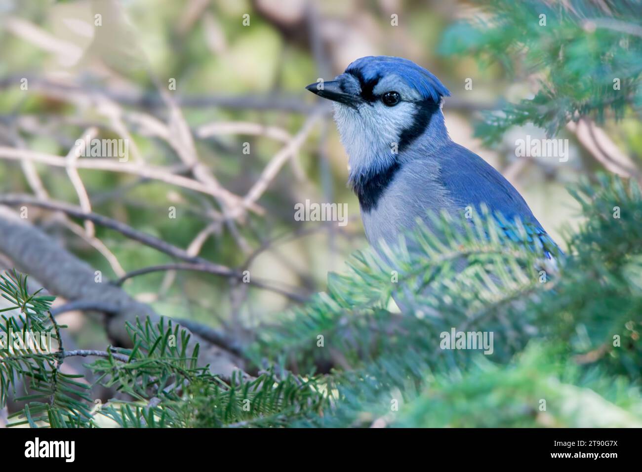 Close up Blue Jay (Cyanocitta cristata) perching in the boughs of White ...