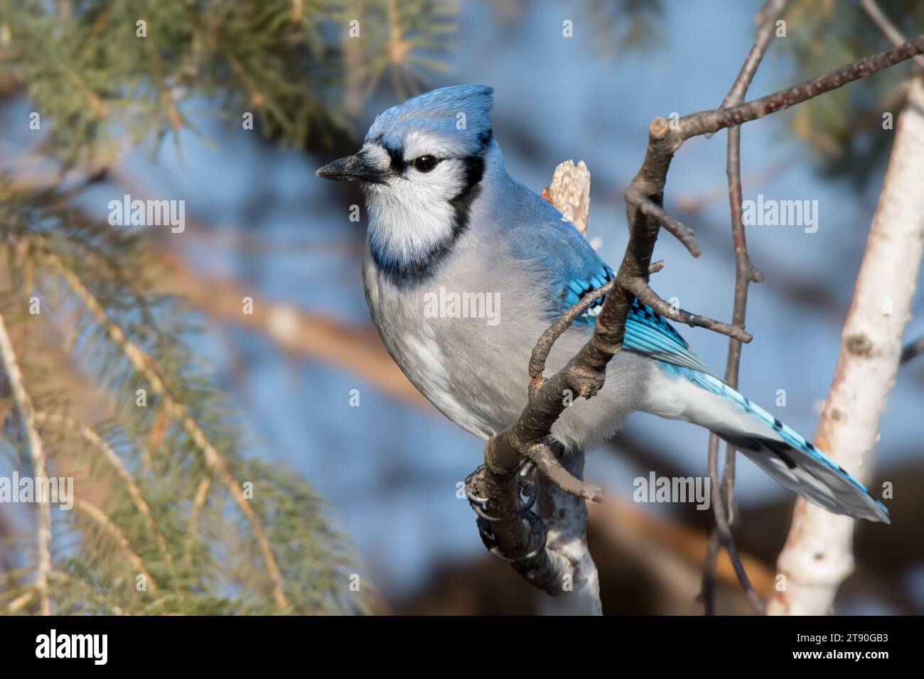 Close up Blue Jay (Cyanocitta cristata) perching in the boughs of White ...