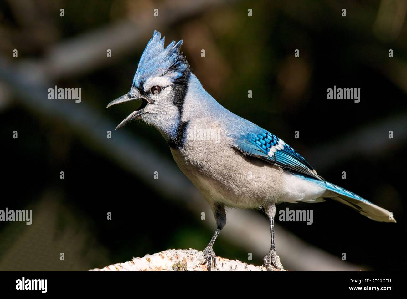 Bluejay calling hi-res stock photography and images - Alamy