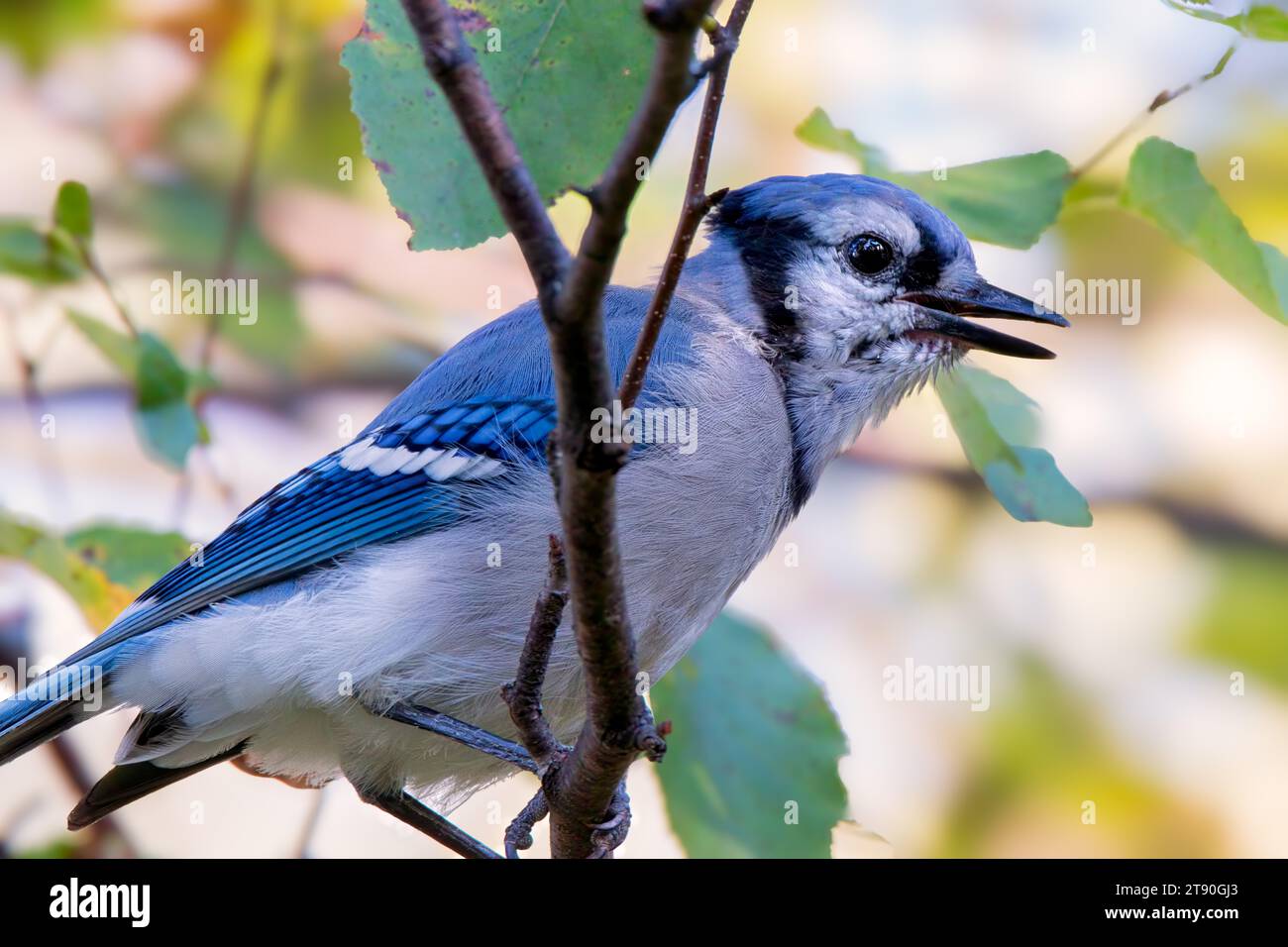 Close up Blue Jay (Cyanocitta cristata) perching in the colorful leaves ...
