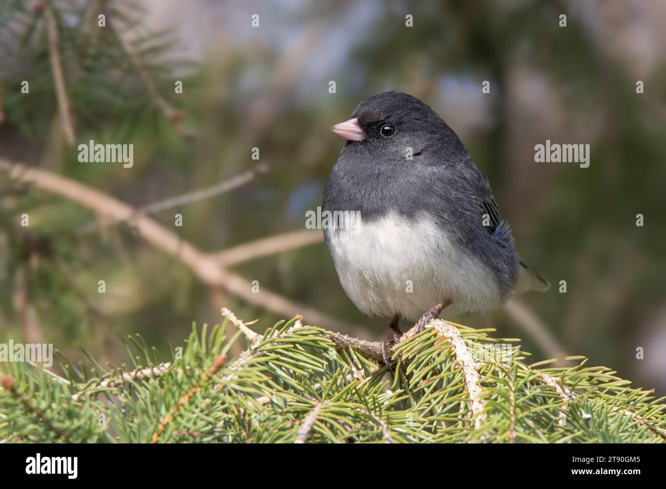 Close up male Dark Eyed Junco (Junco hyemalis) perching in the boughs ...