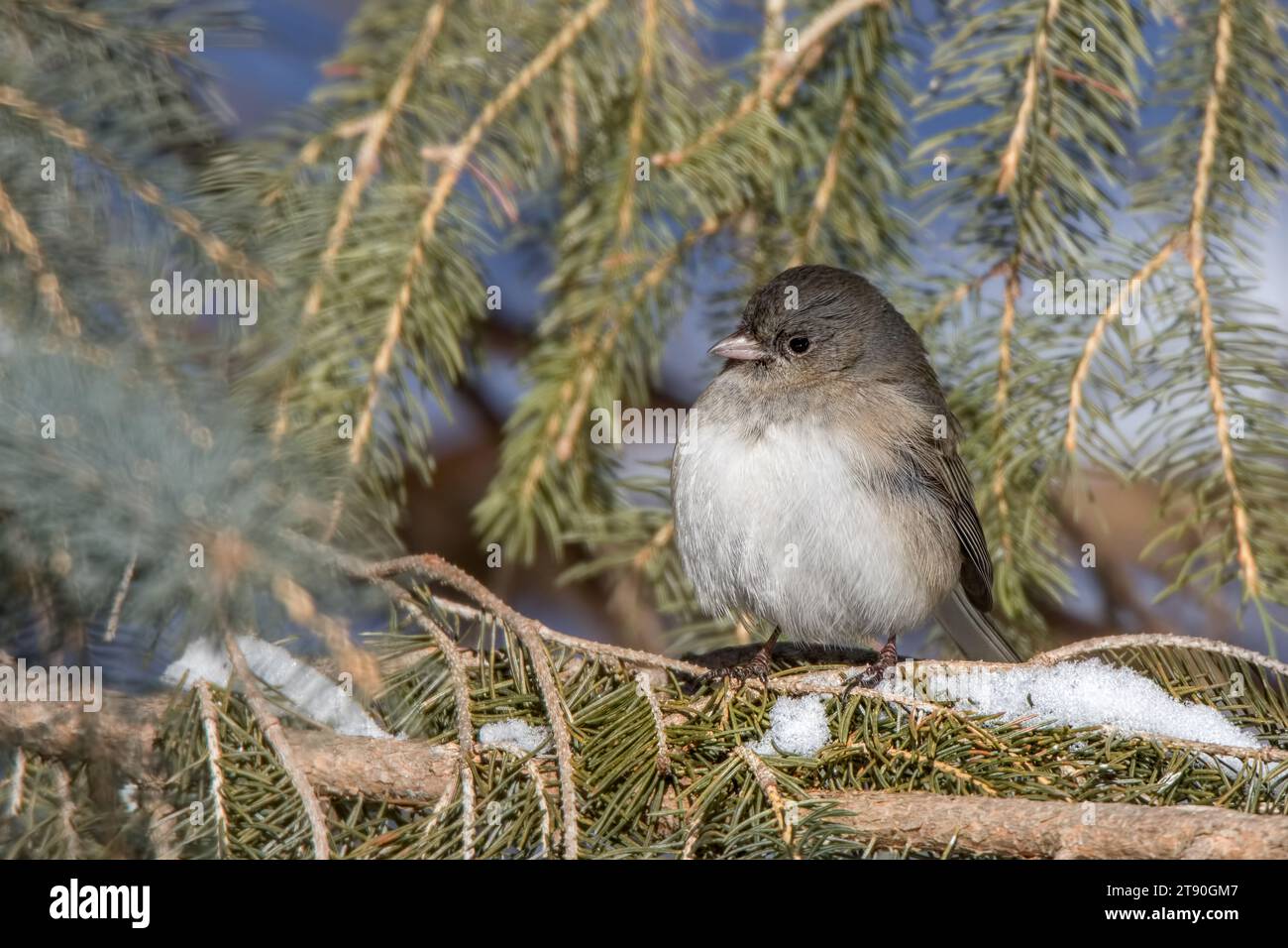Close up female Dark Eyed Junco (Junco hyemalis) perching in the boughs ...