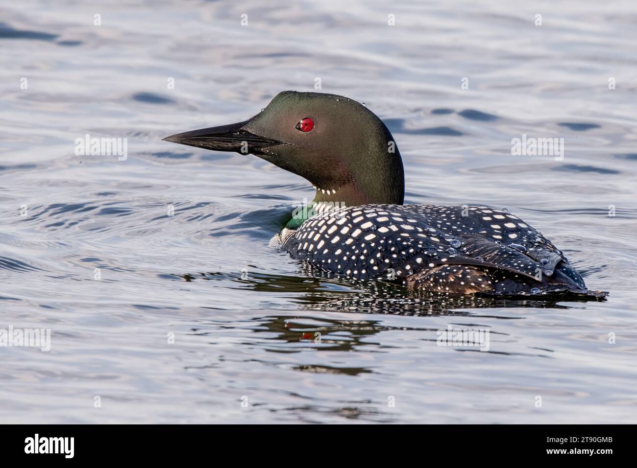 Close up adult Common Loon (Gavia immer) swimming in a northern ...
