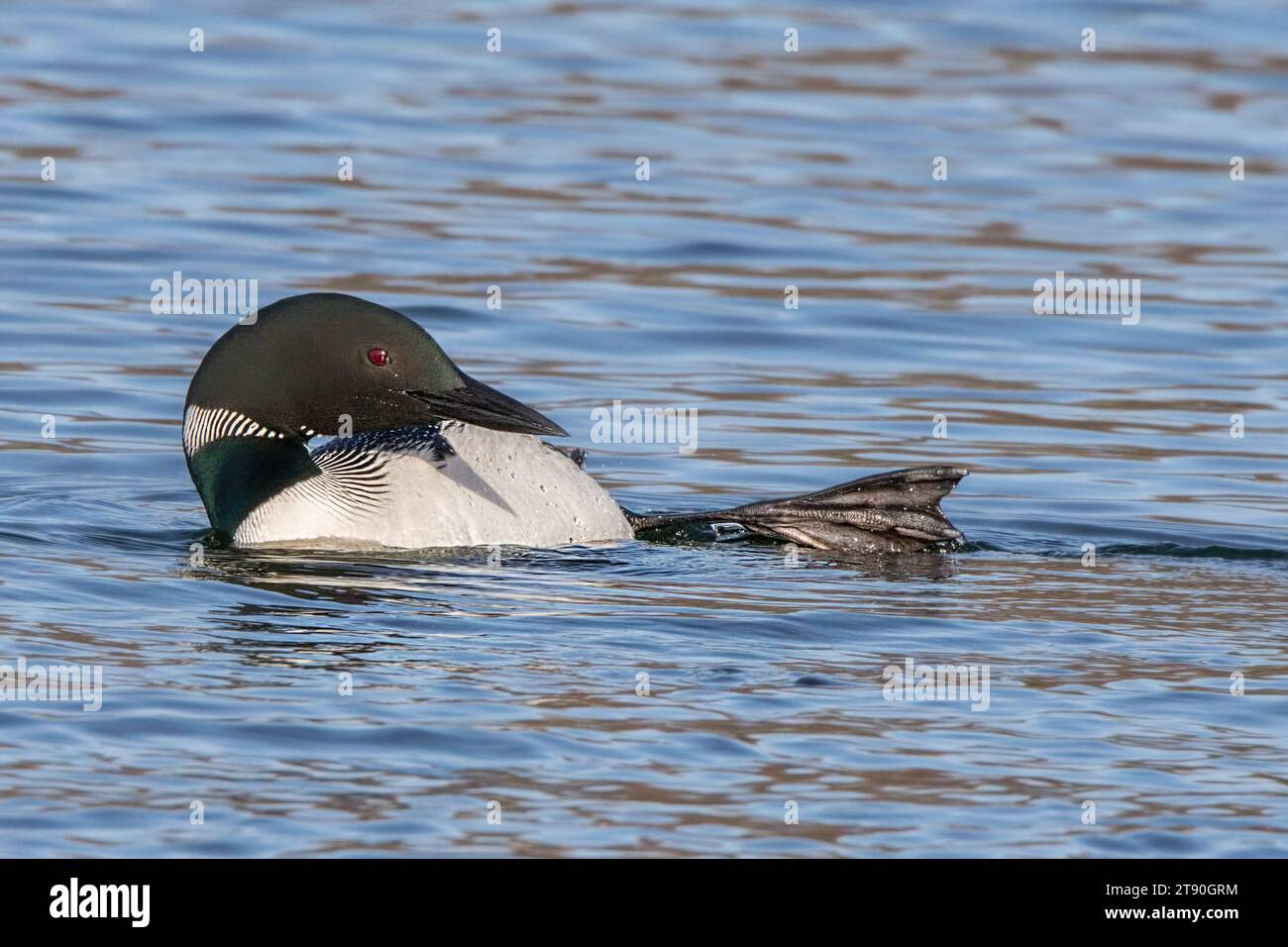 Close up adult Common Loon (Gavia immer) swimming with 1 foot in the ...