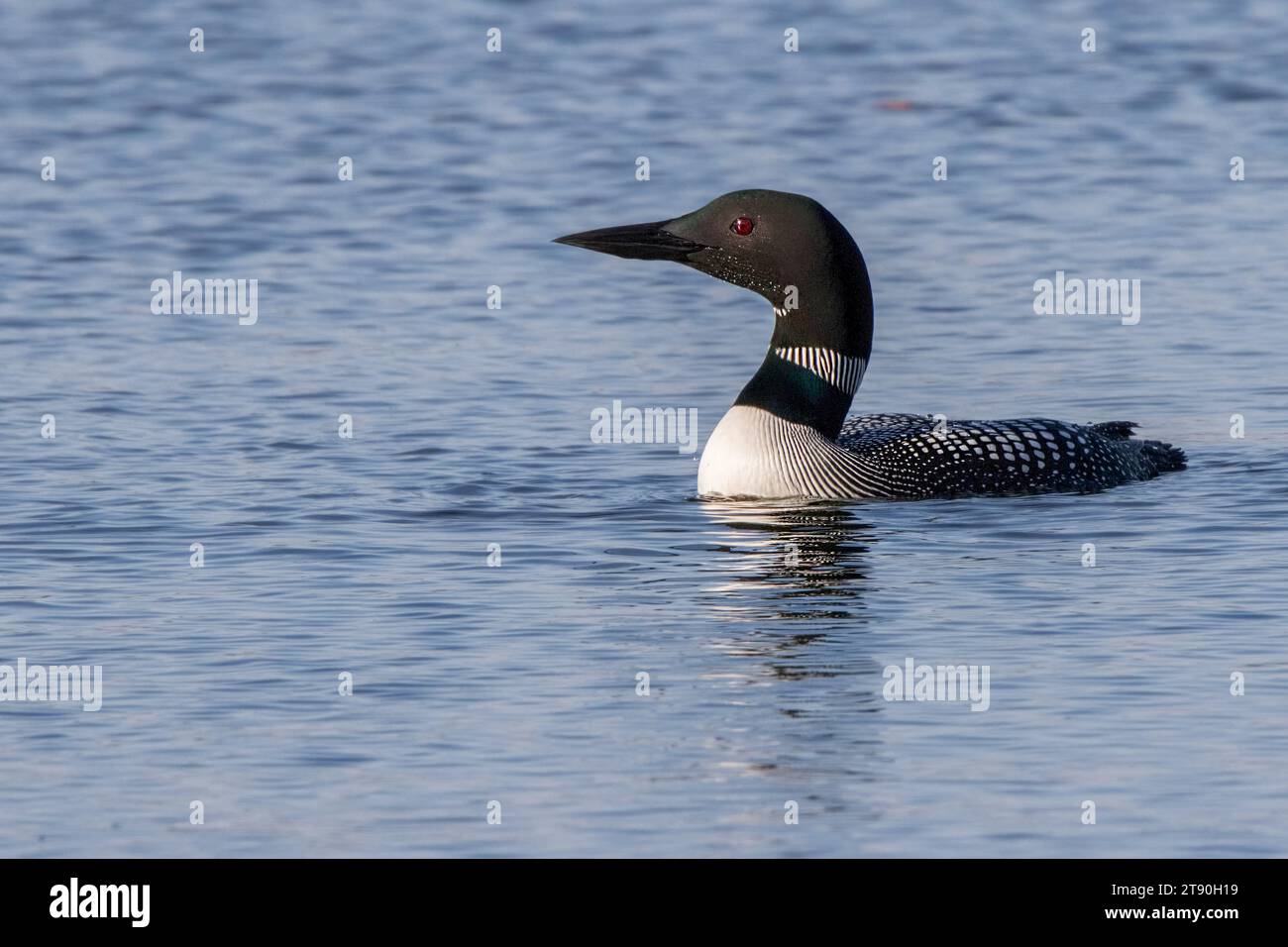 Beautiful adult Common Loon (Gavia immer) swimming in a northern ...