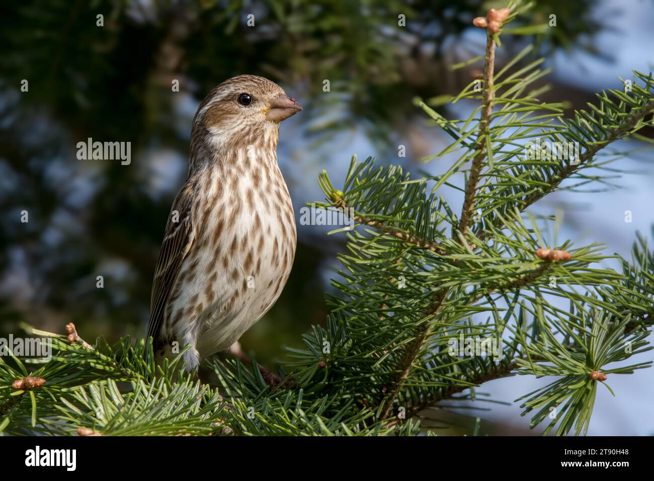 Close up female Purple Finch (Haemorhous purpureus) perched in white ...