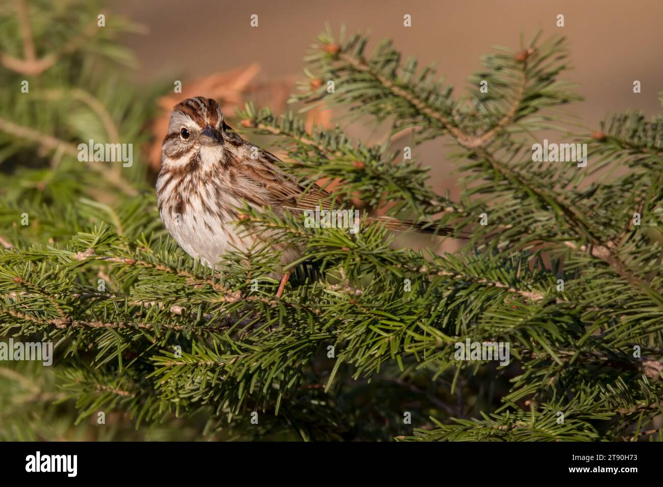 Close up Song Sparrow (Melospiza melodia) perched in White Spruce ...