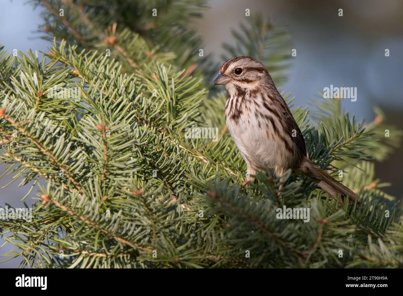 Close up Song Sparrow (Melospiza melodia) perched in White Spruce ...
