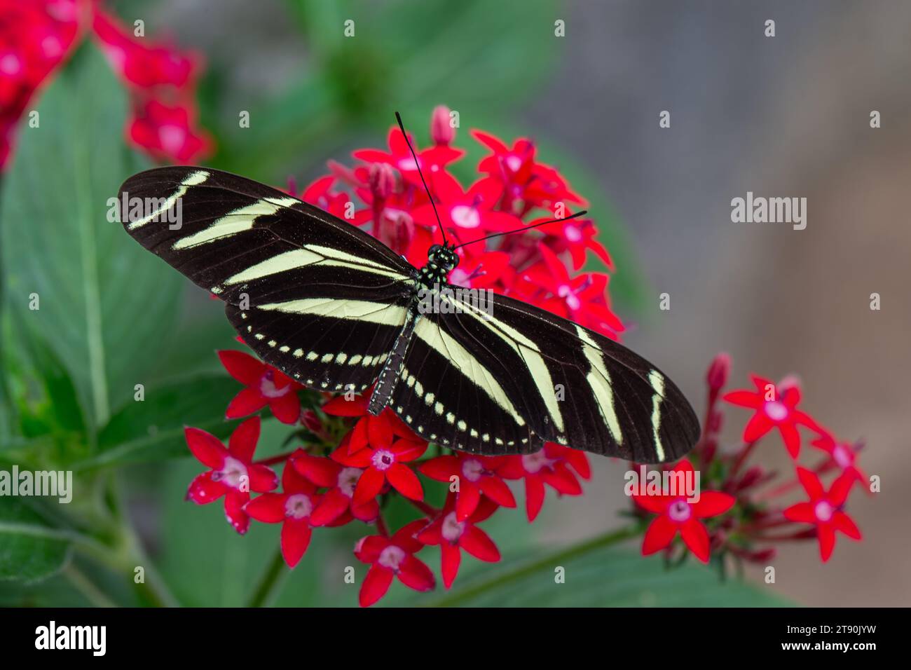 A tropical longwing zebra longwing butterfly (heliconius charithonia ...