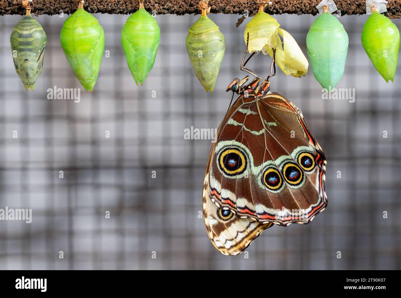 A recently emerged blue morpho butterfly (morpho menelaus) hanging from ...