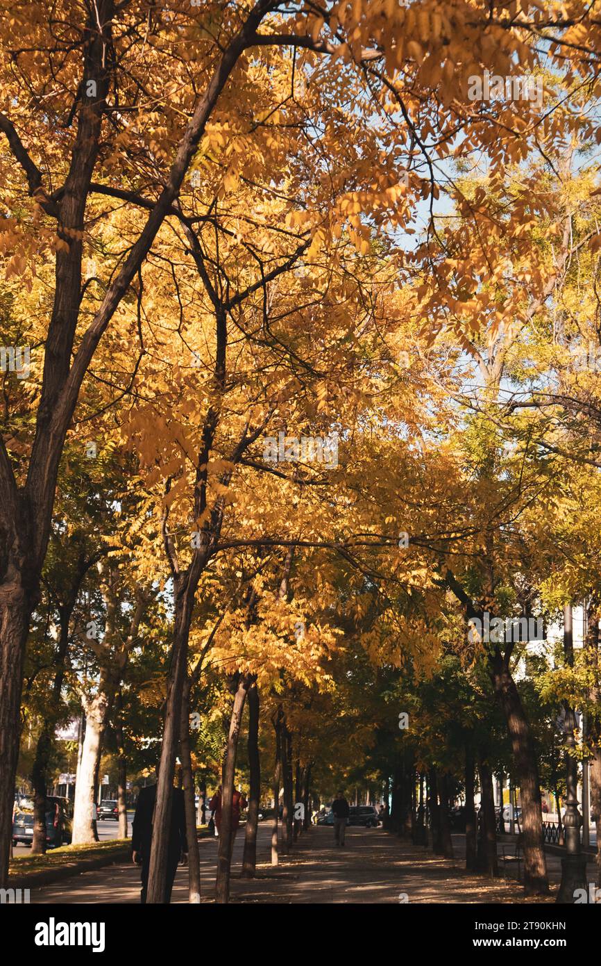 Autumnal season in Madrid. Golden autumn, fall trees. People walking on ...