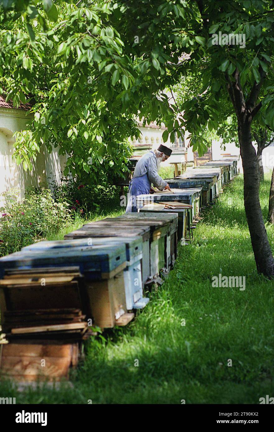 Elderly monk tending bees at Ghighiu Christian Orthodox monastery in ...