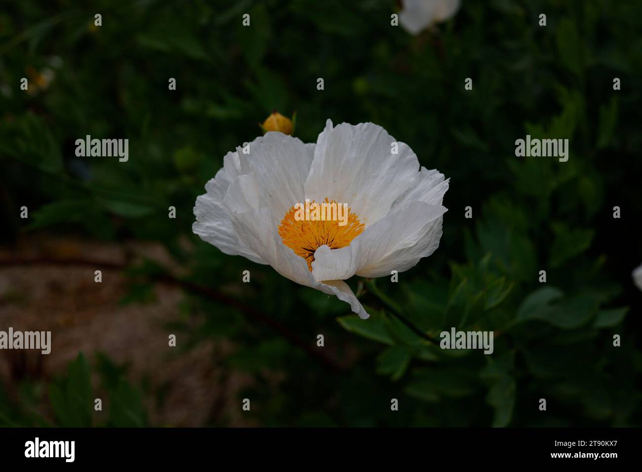 Closeup of the white flower of the summer flowering perennial garden ...