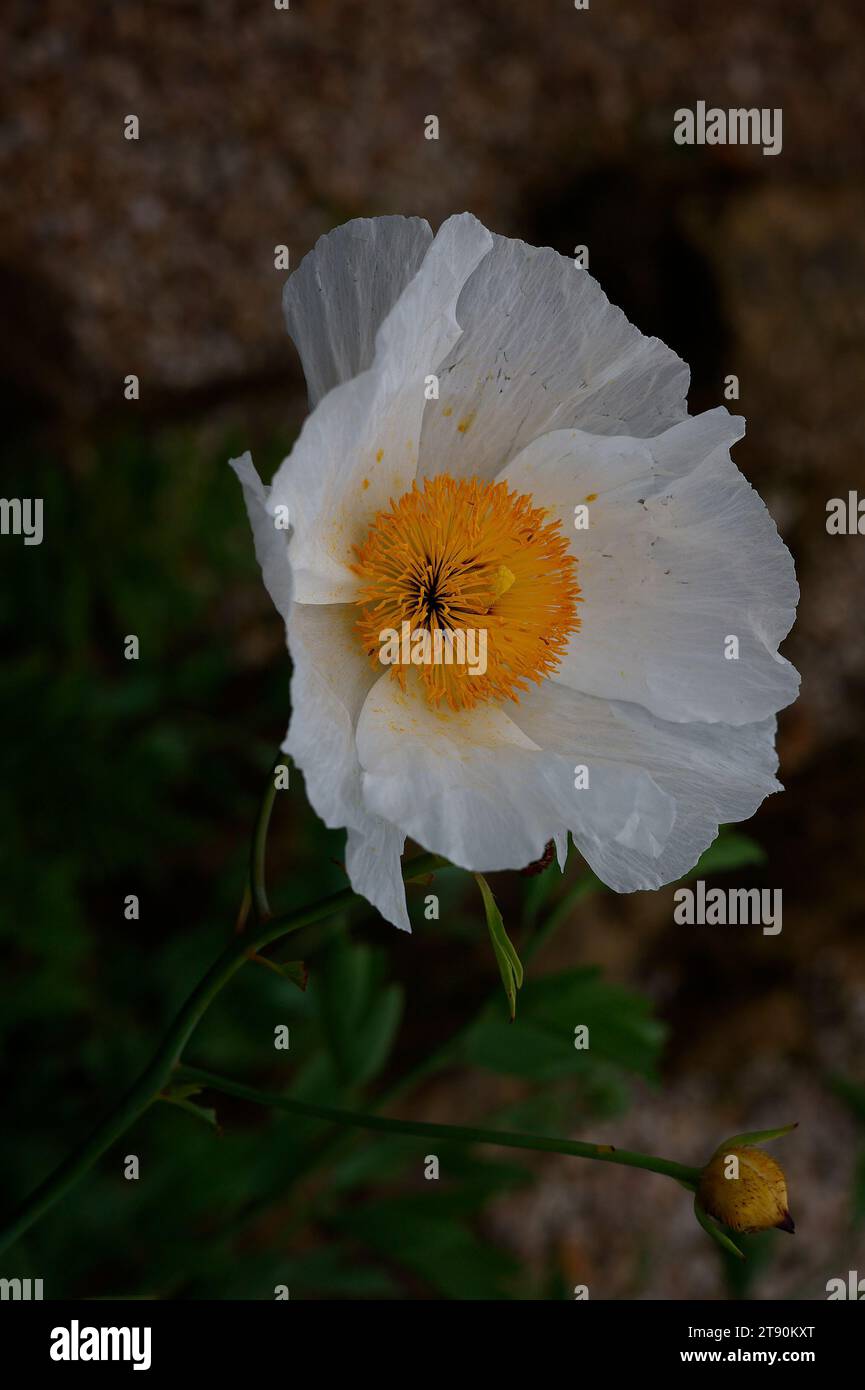 Closeup of the white flower of the summer flowering perennial garden ...
