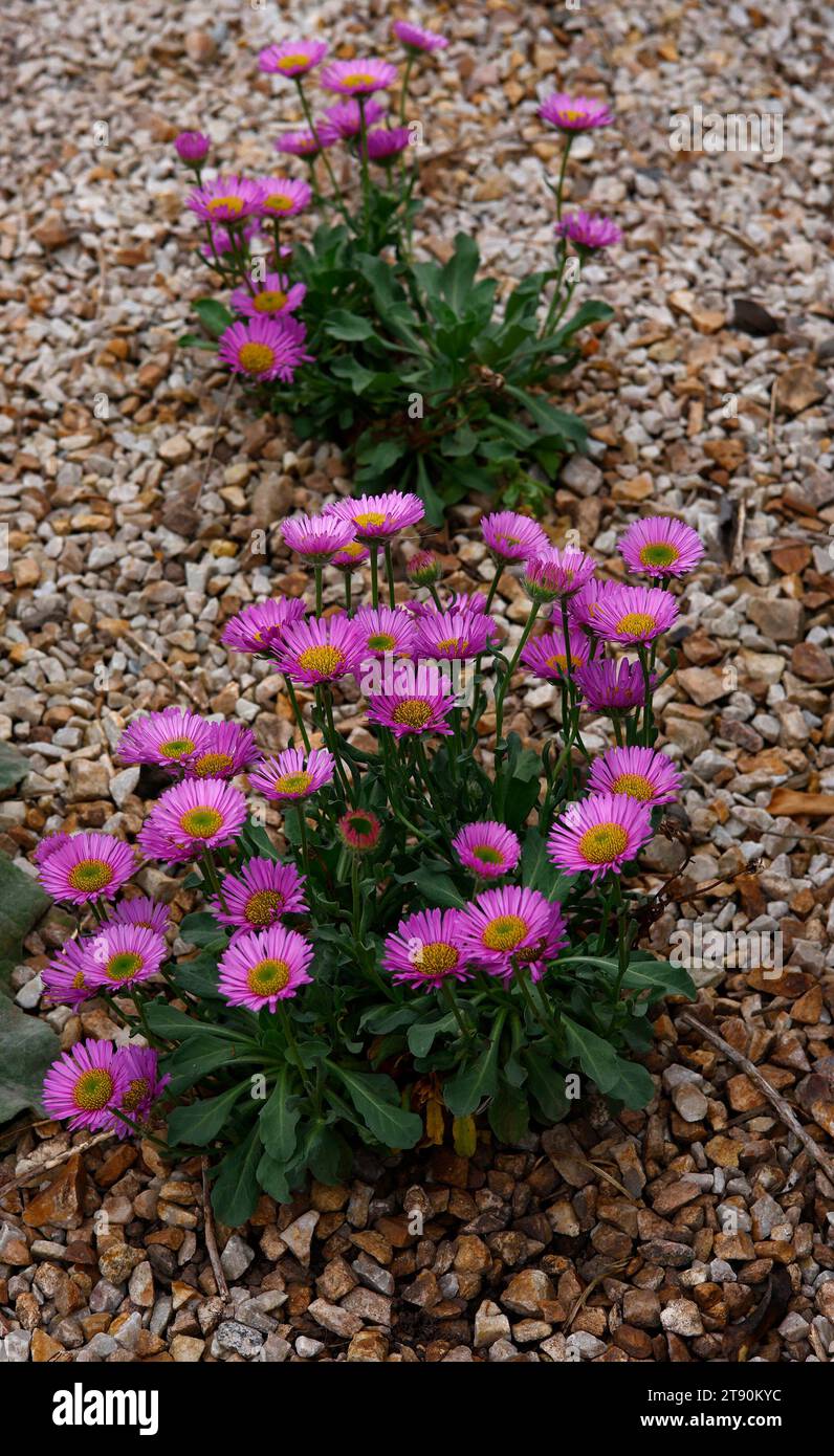 Closeup of the pink flowers of the summer flowering perennial garden ...