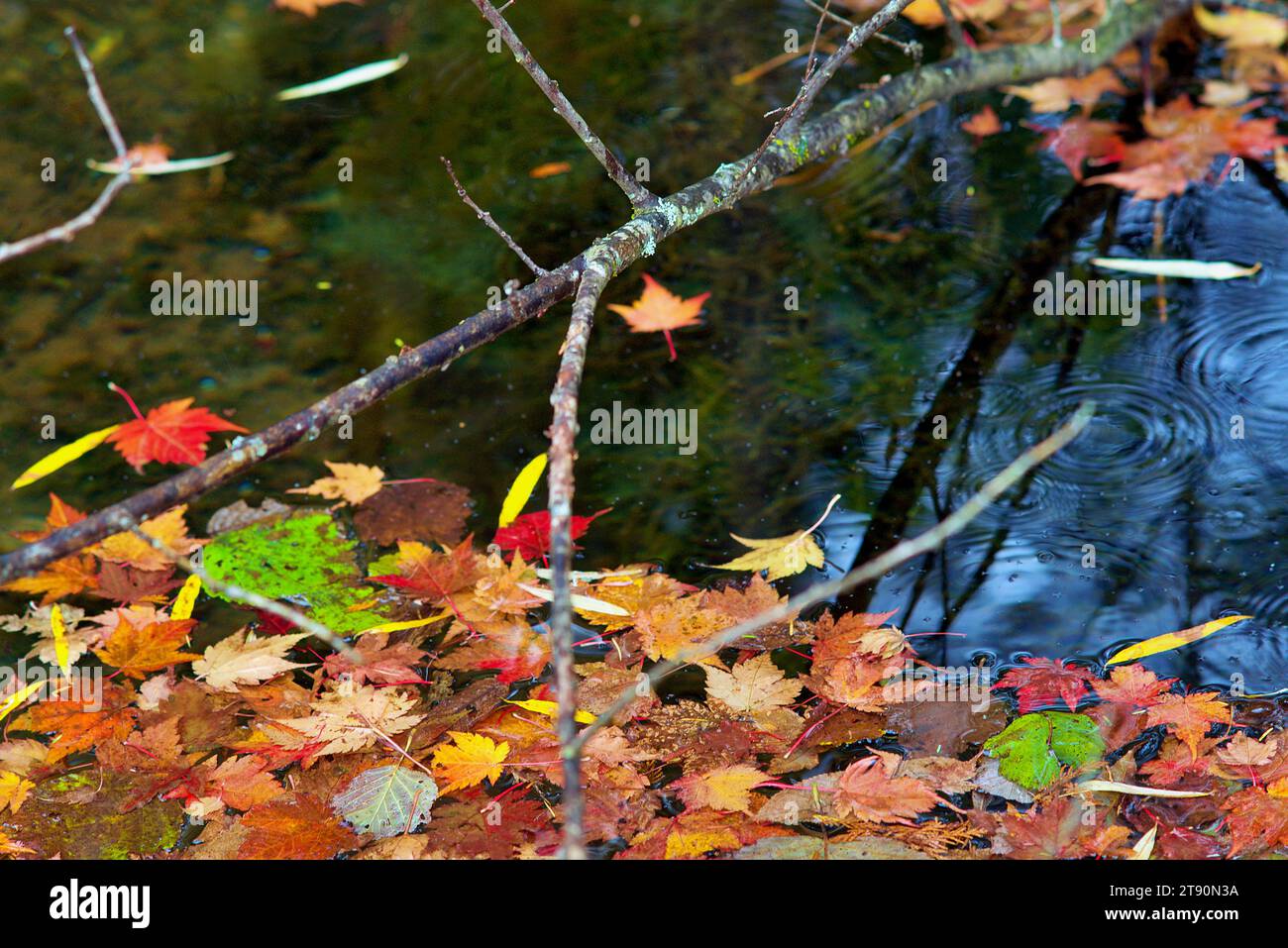 Autumn-colored fallen Japanese maple leaves floating in a stream of ...