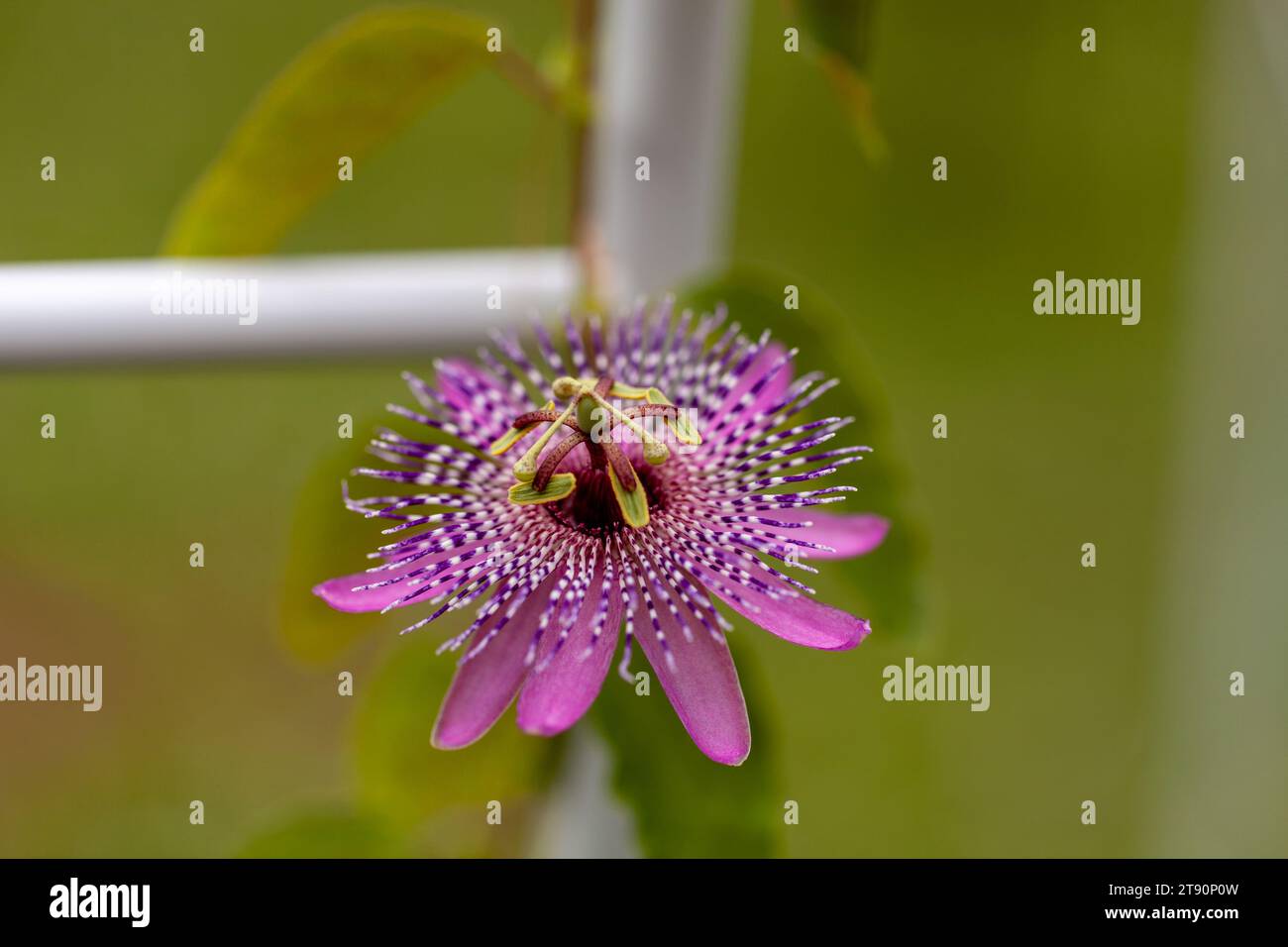 Rare Purple Passiflora miersii flower blooms on a vine in a botanical ...