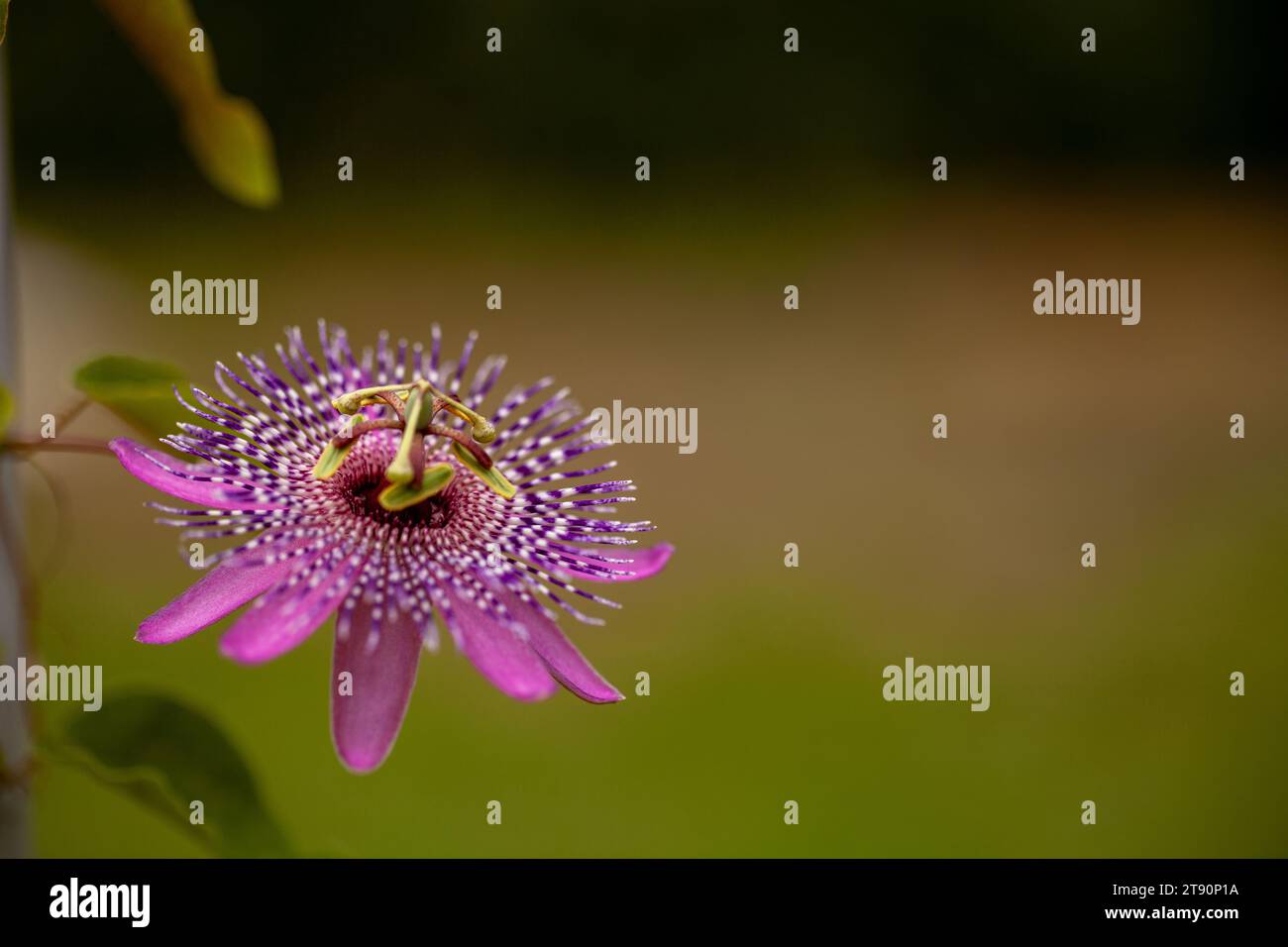 Rare Purple Passiflora miersii flower blooms on a vine in a botanical ...