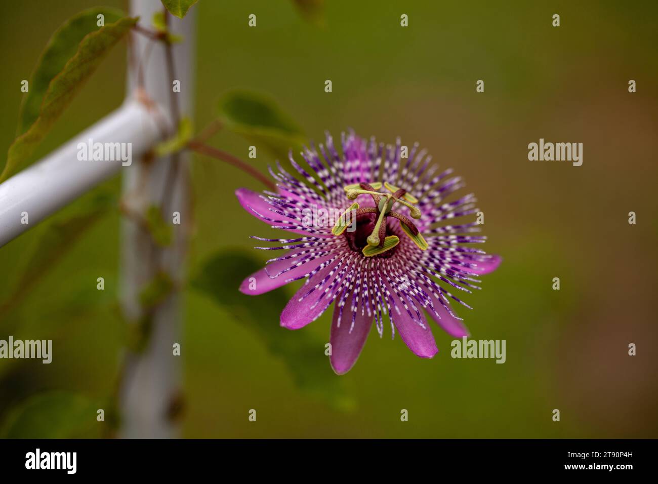 Rare Purple Passiflora miersii flower blooms on a vine in a botanical ...