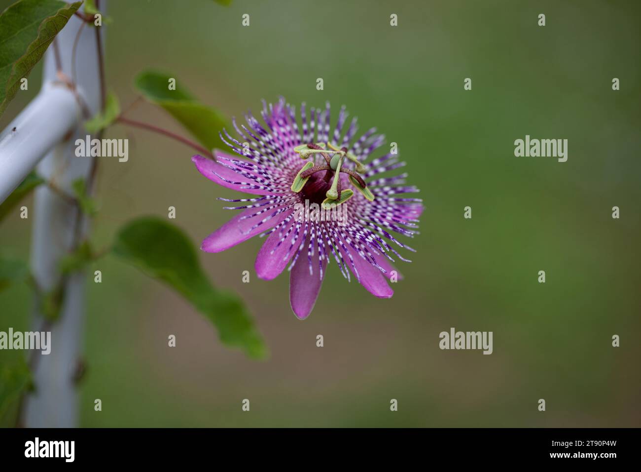Rare Purple Passiflora miersii flower blooms on a vine in a botanical ...
