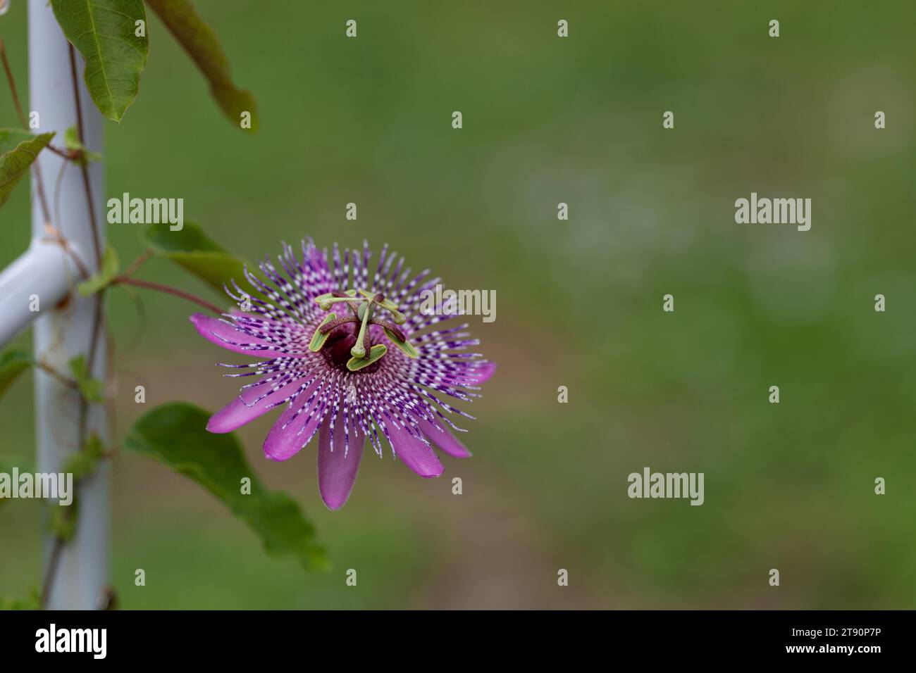Rare Purple Passiflora miersii flower blooms on a vine in a botanical ...