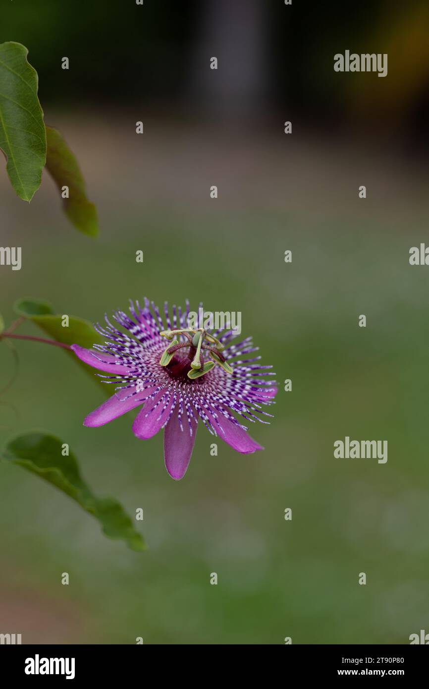 Rare Purple Passiflora miersii flower blooms on a vine in a botanical ...