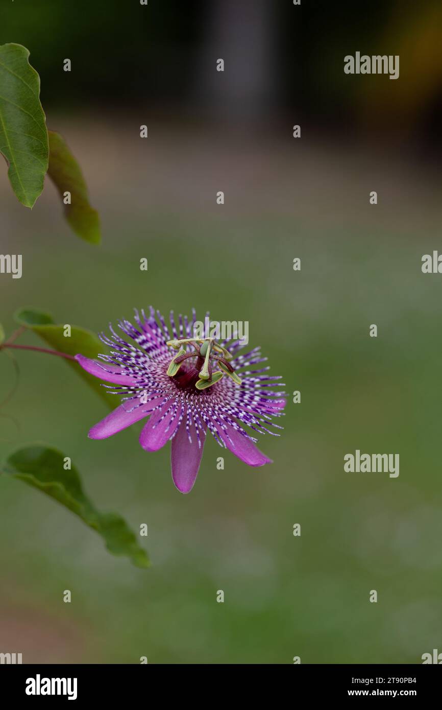 Rare Purple Passiflora miersii flower blooms on a vine in a botanical ...