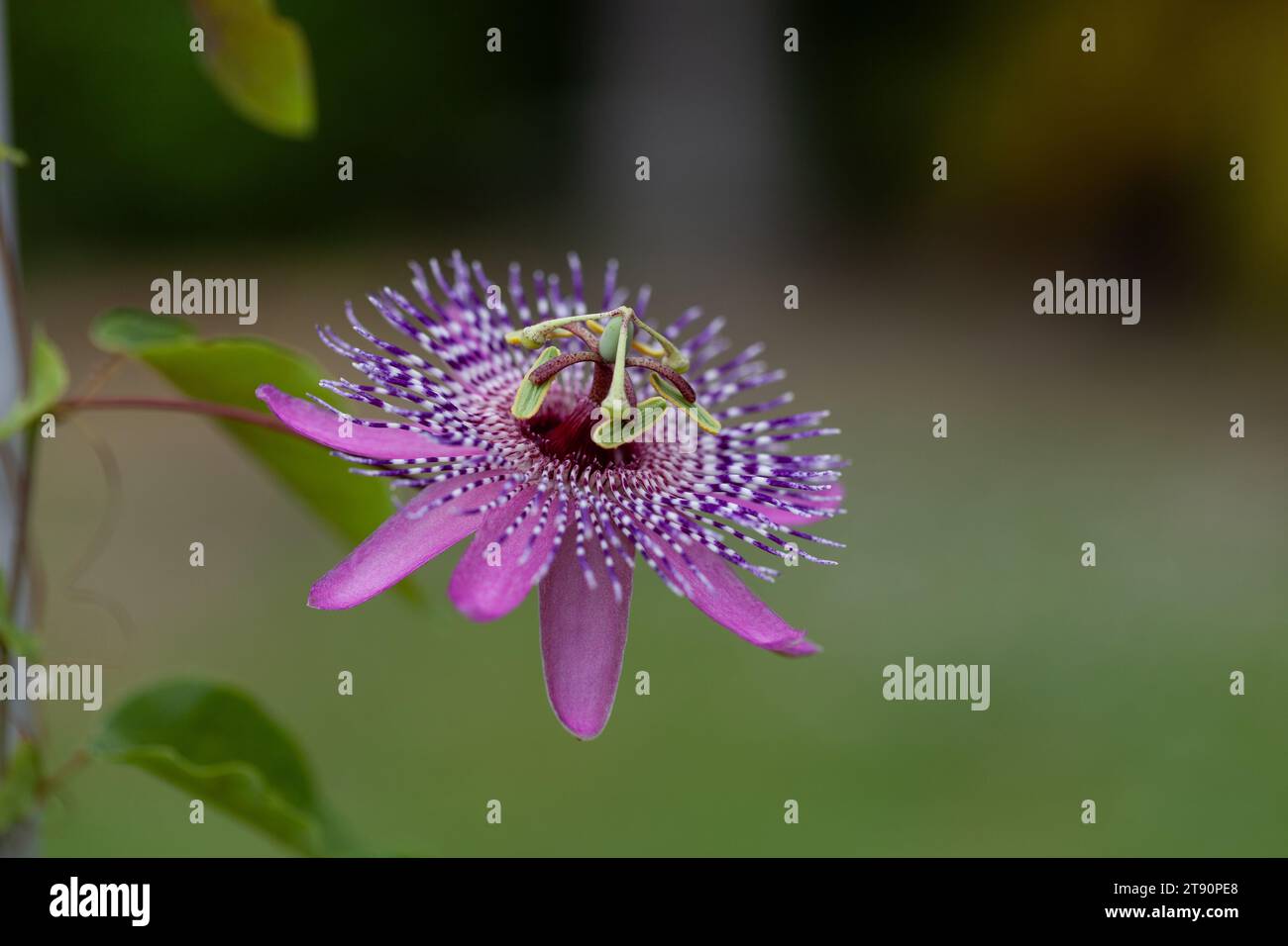 Rare Purple Passiflora miersii flower blooms on a vine in a botanical ...
