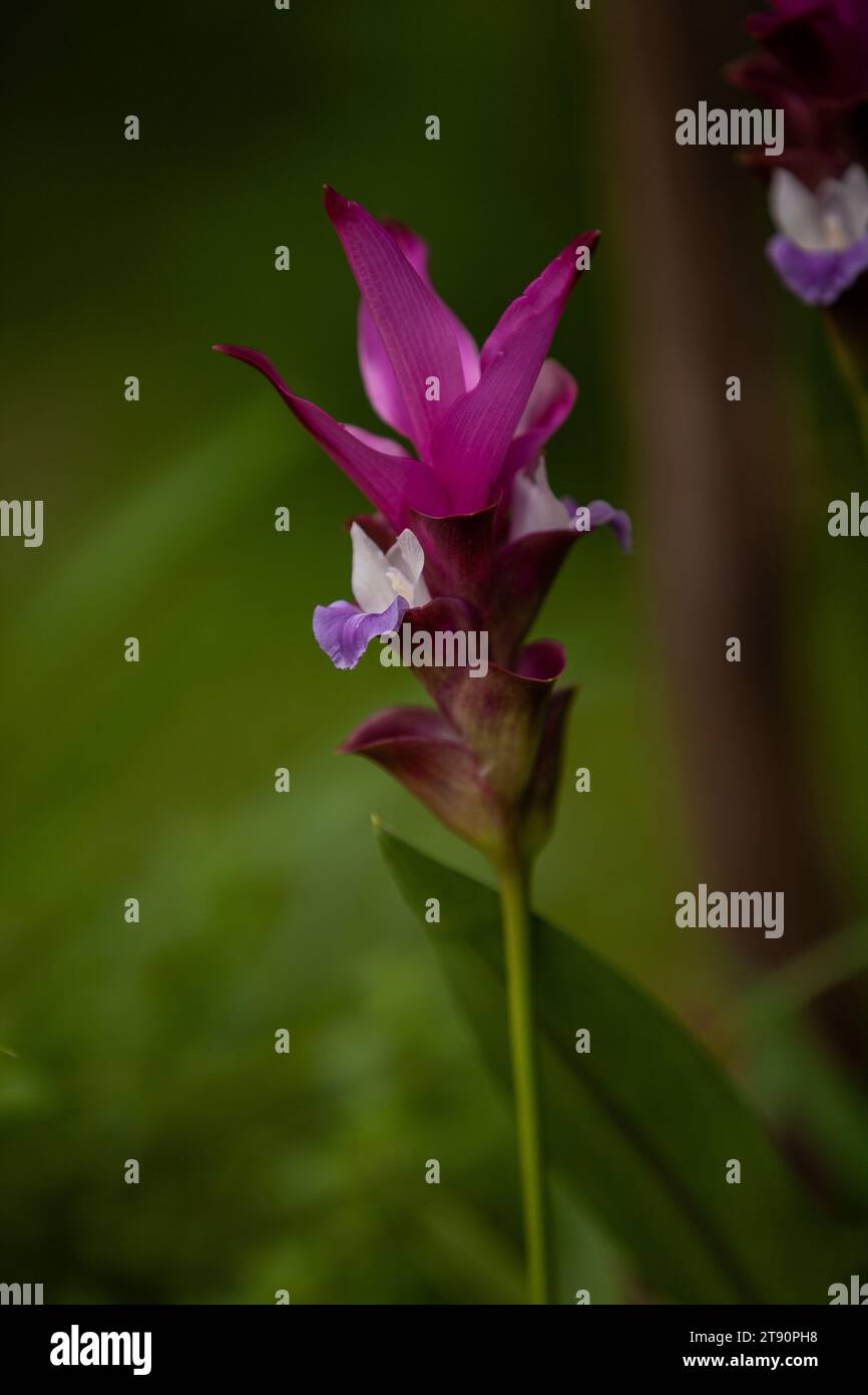 Purple ginger flower Siam Scarlet Curcuma alismatifolia blooms in a ...