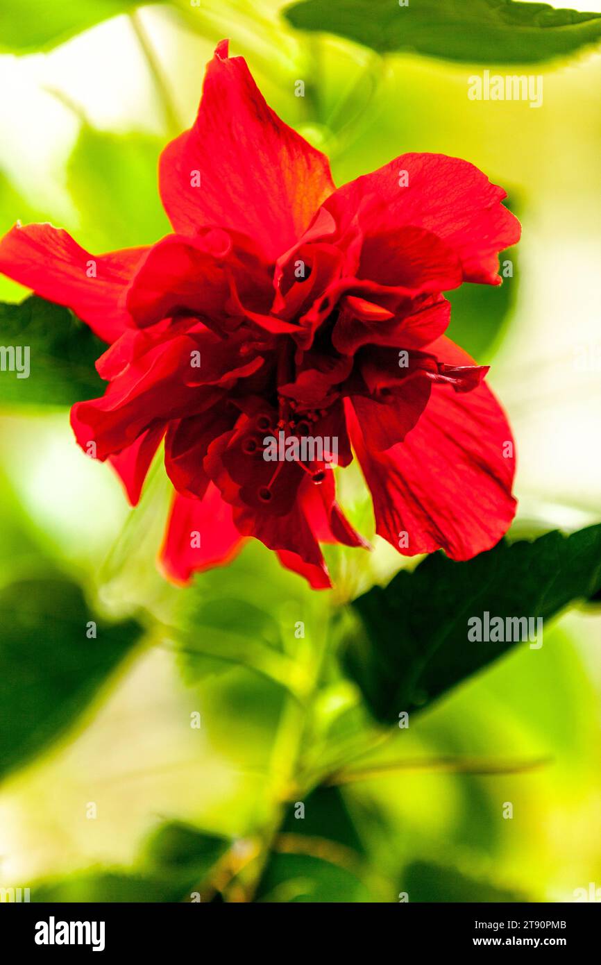 Red ruffled double hibiscus flower blooms in spring in Florida Stock ...