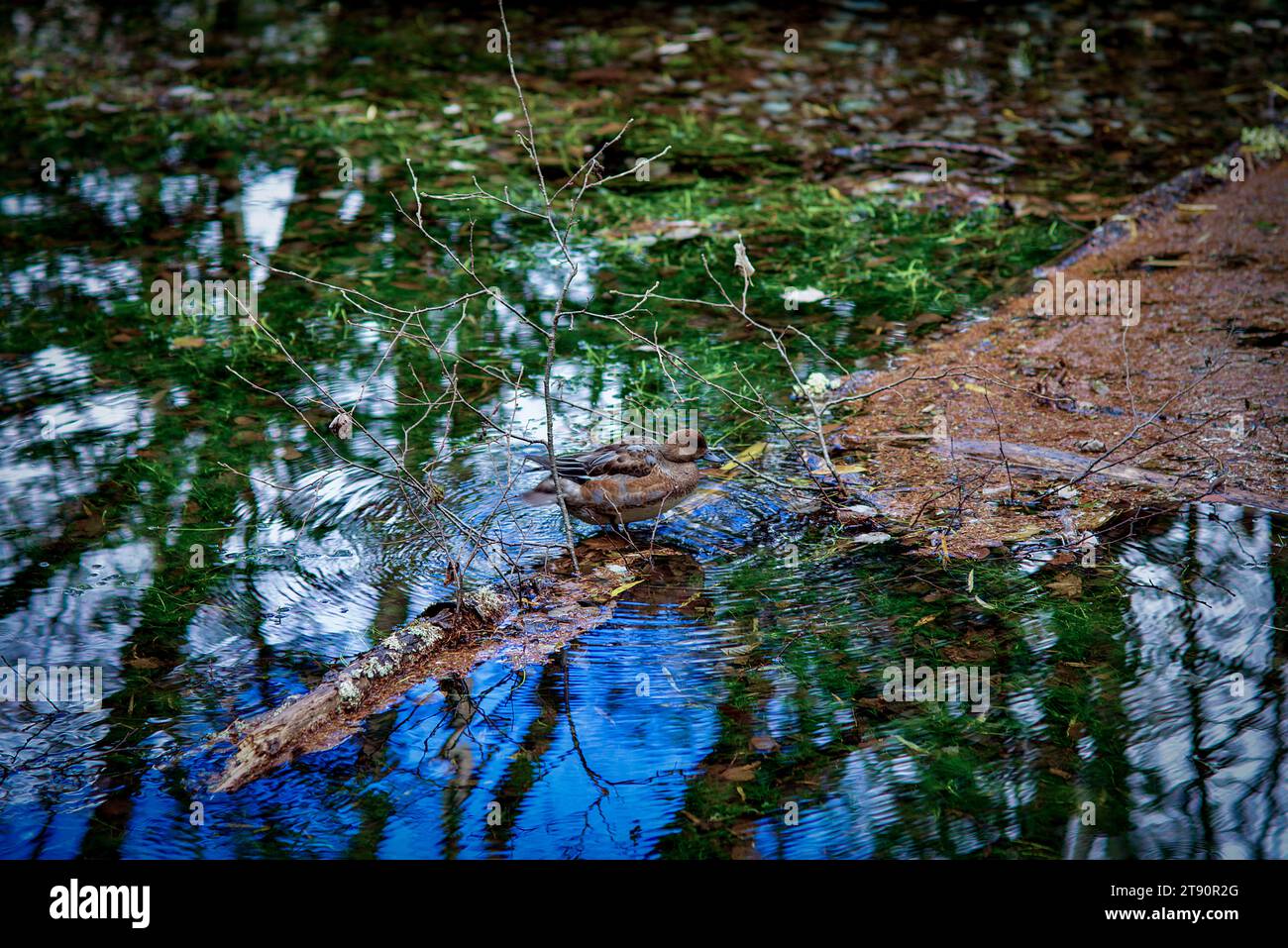 Beautiful Taisho Pond at Kamikochi, Japan. The still blue waters of the ...