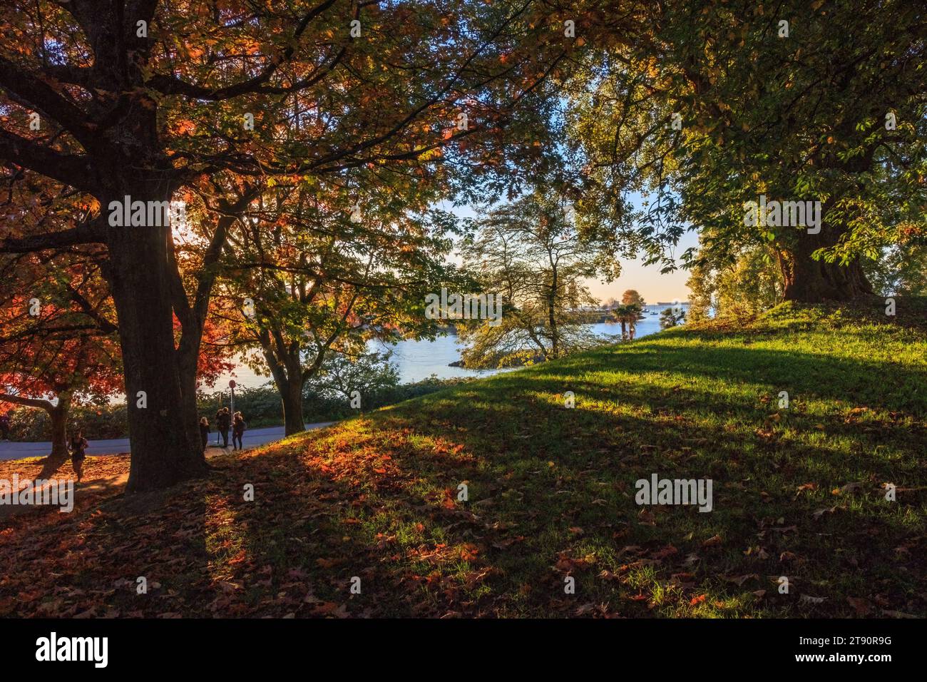 Autumn scene in Vancouver, Canada. Afternoon sun shines through large ...