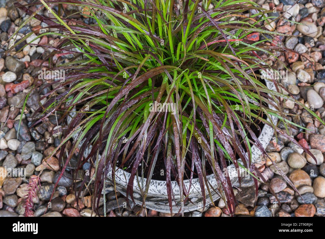 Pennisetum xadvena 'Rubrum' - Ornamental Grass plant growing in ...