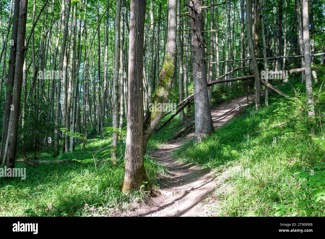 Forest path on a slope going up behind the trees Stock Photo - Alamy